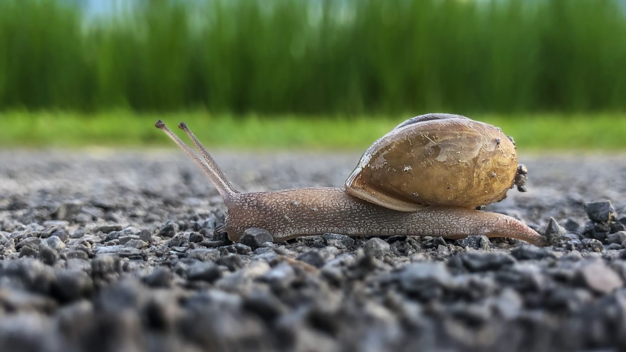 The Gallery – North Frontenac Parklands