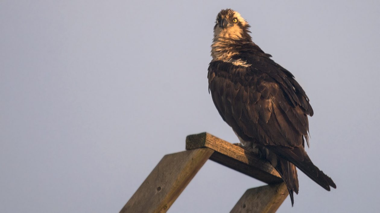 The Gallery – North Frontenac Parklands