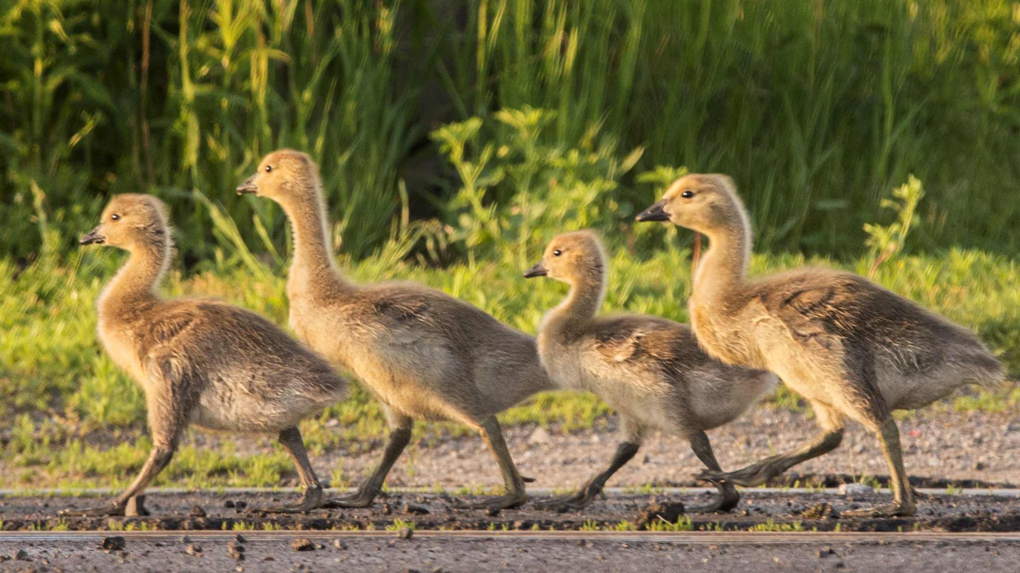 The Gallery – North Frontenac Parklands