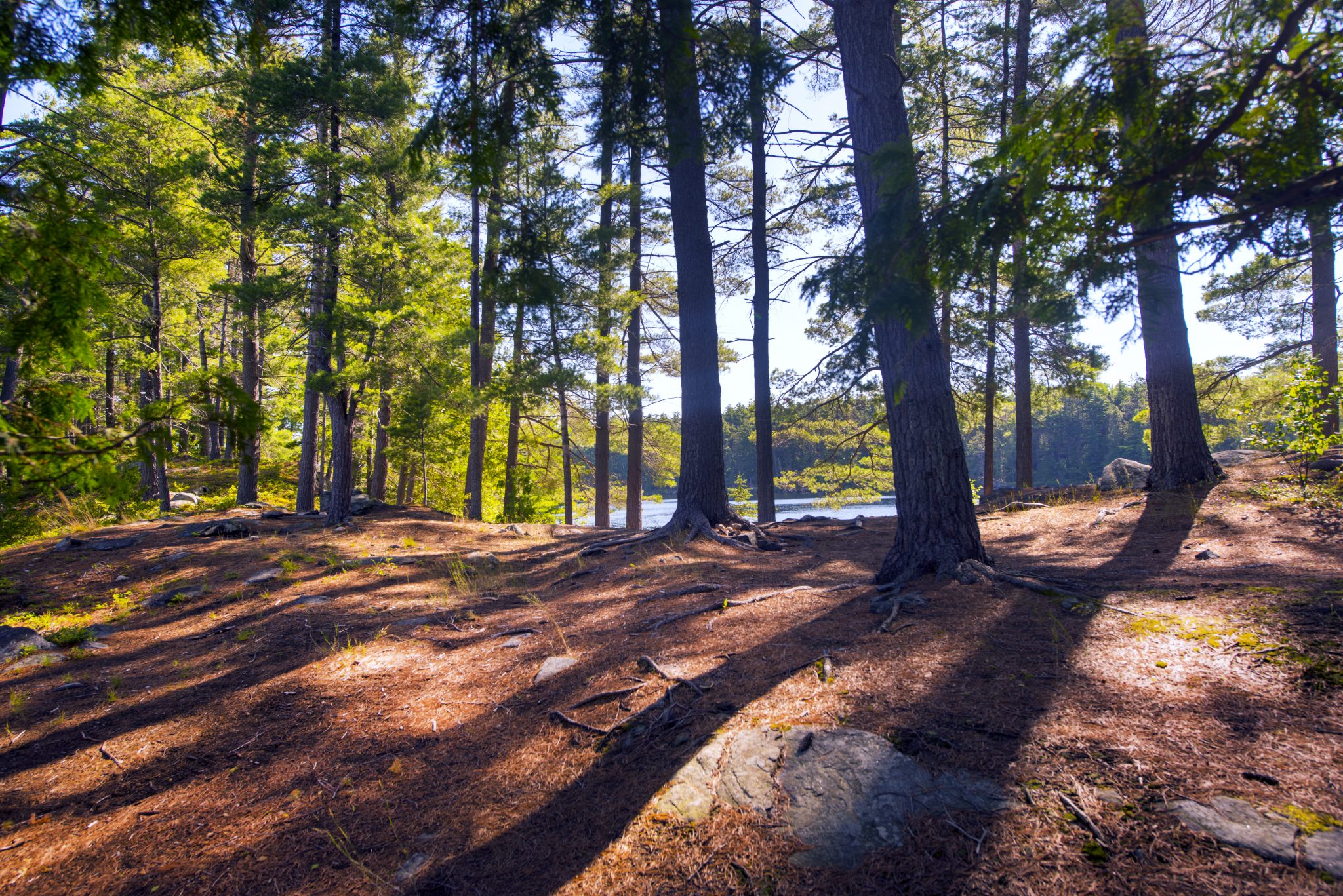 The Gallery – North Frontenac Parklands