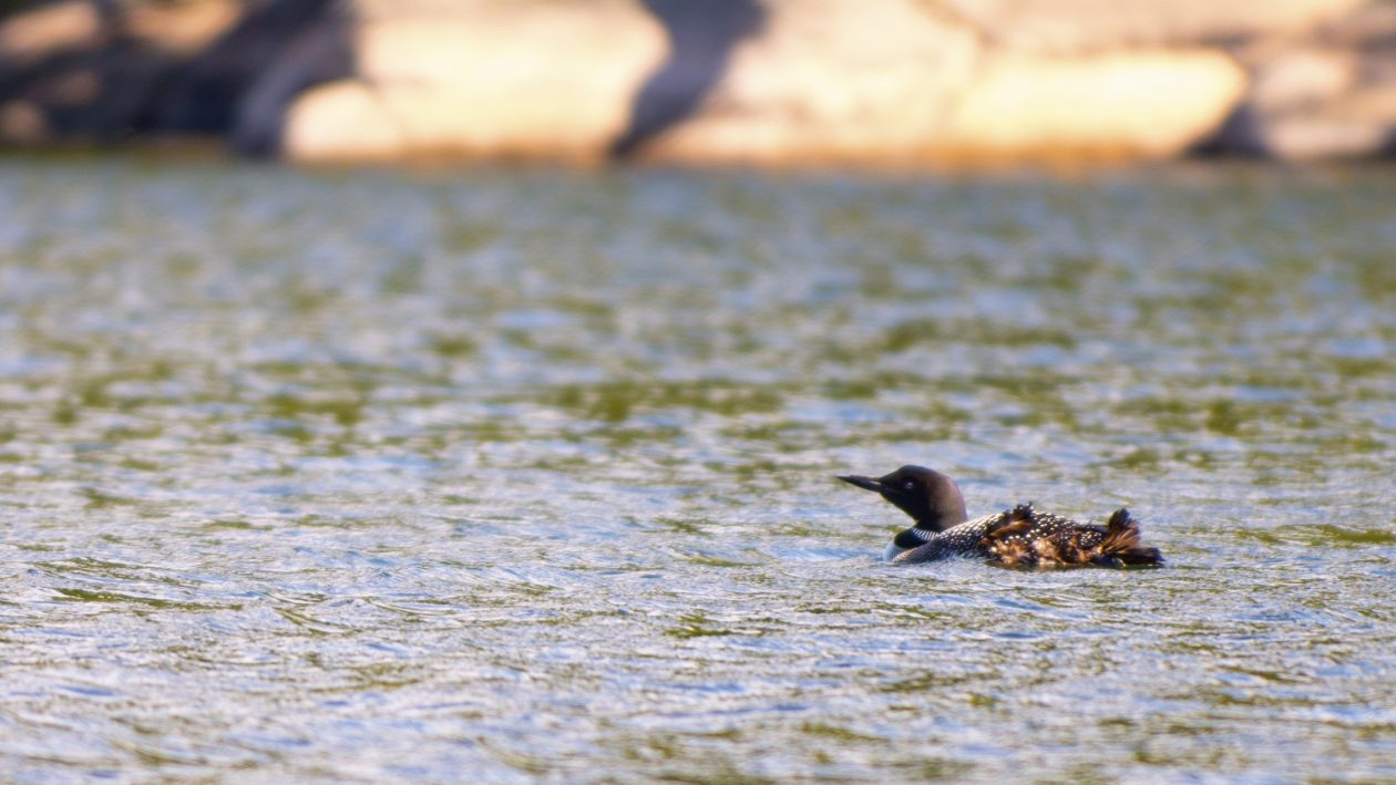 The Gallery – North Frontenac Parklands