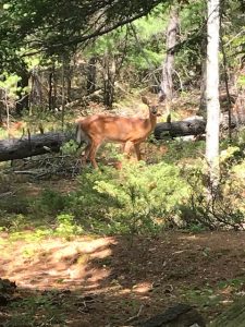 The Gallery – North Frontenac Parklands